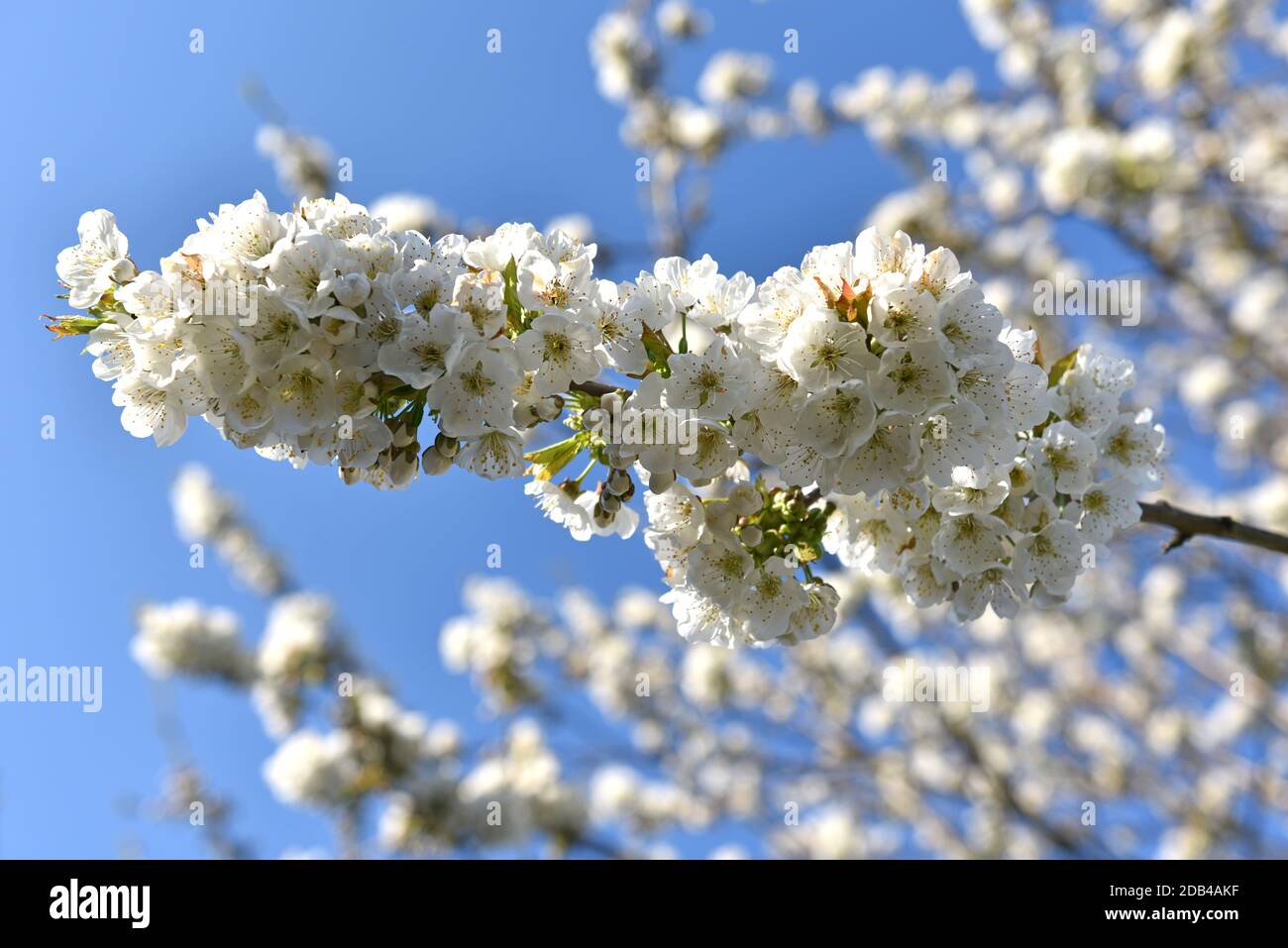 Die Kirsche, oft auch Weichsel genannt, ist ein Obstbaum. - The cherry ...