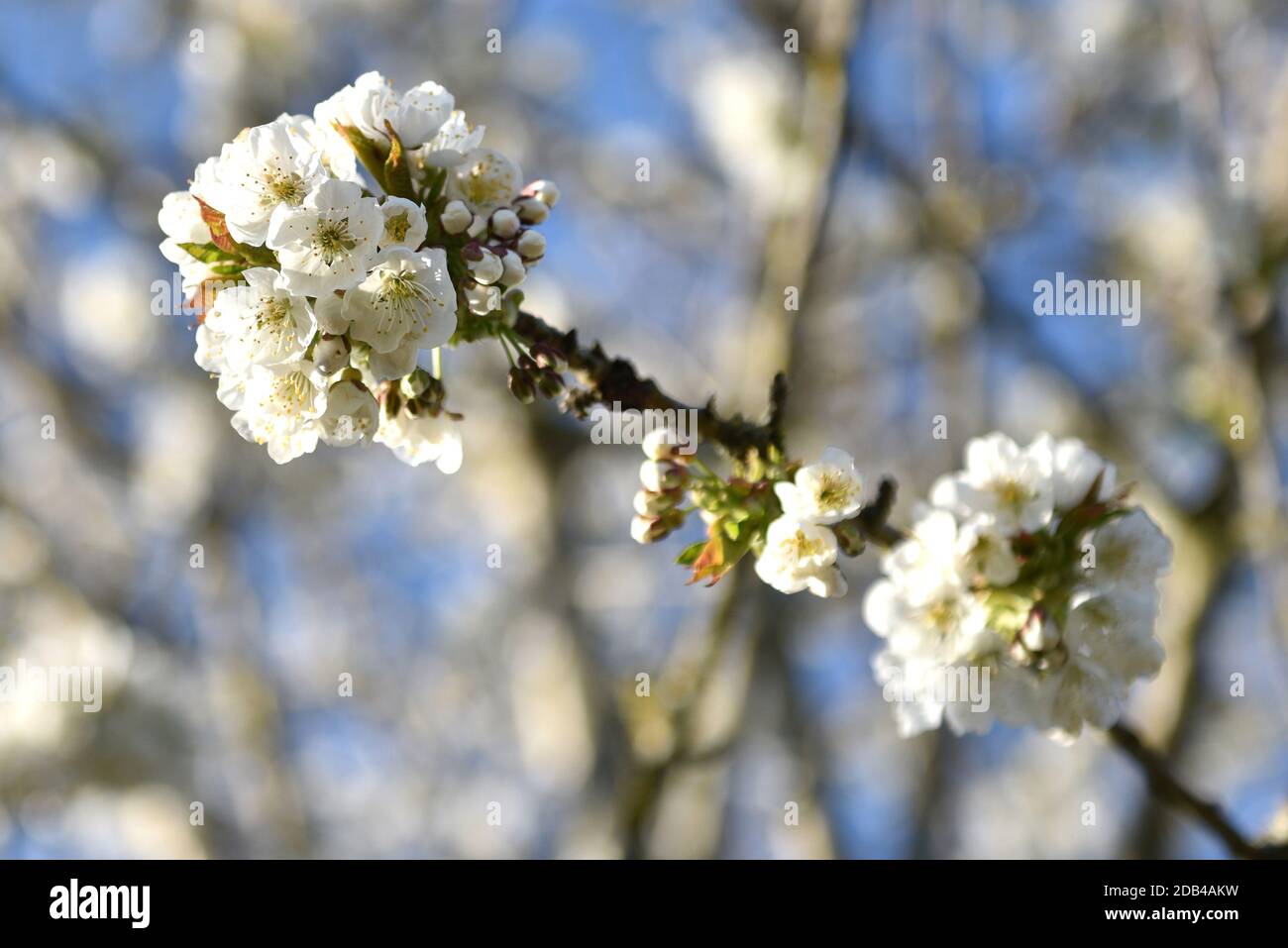 Die Kirsche, oft auch Weichsel genannt, ist ein Obstbaum. - The cherry ...