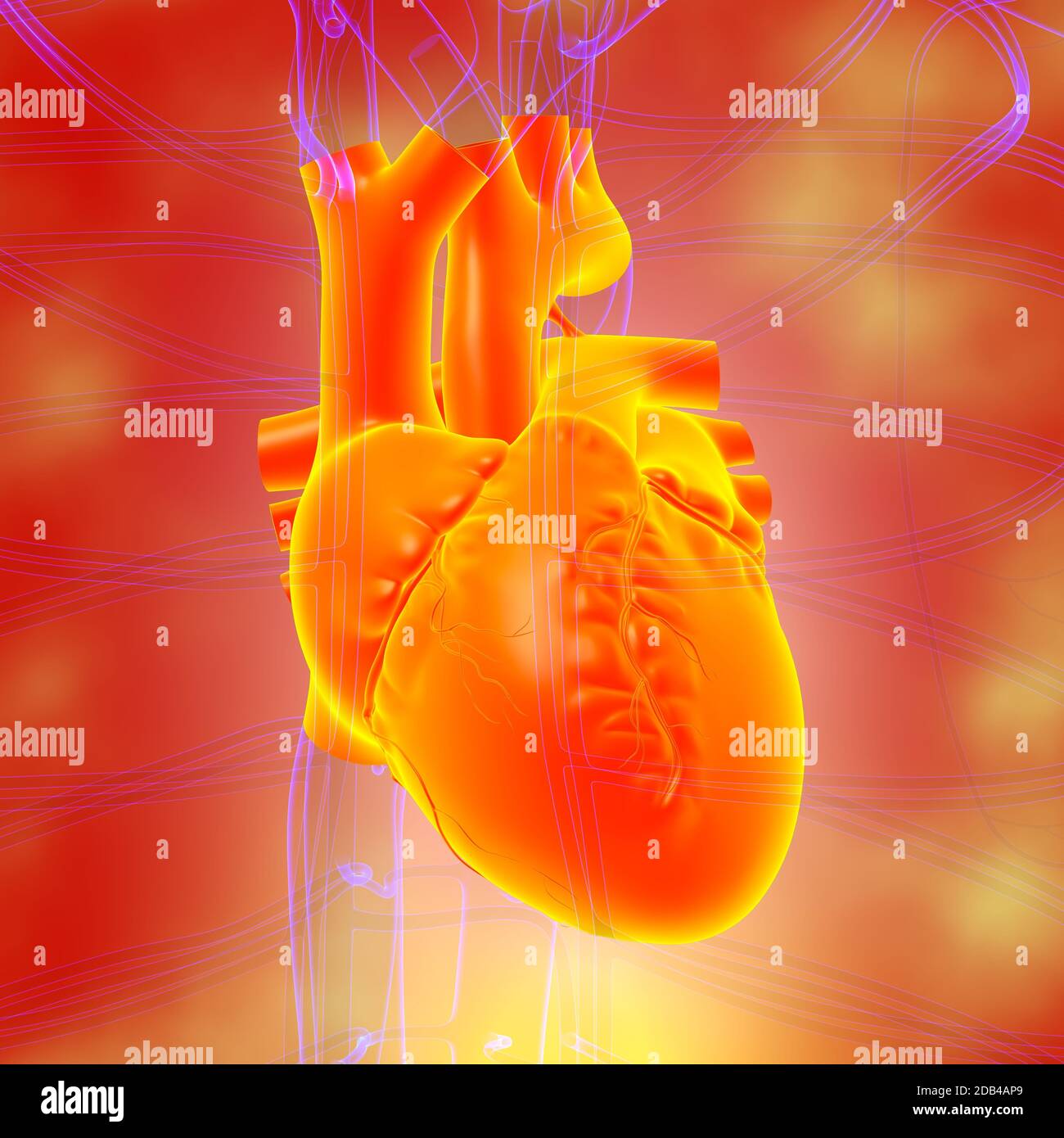 Human Heart Anatomy For Medical Concept 3D Illustration Stock Photo - Alamy