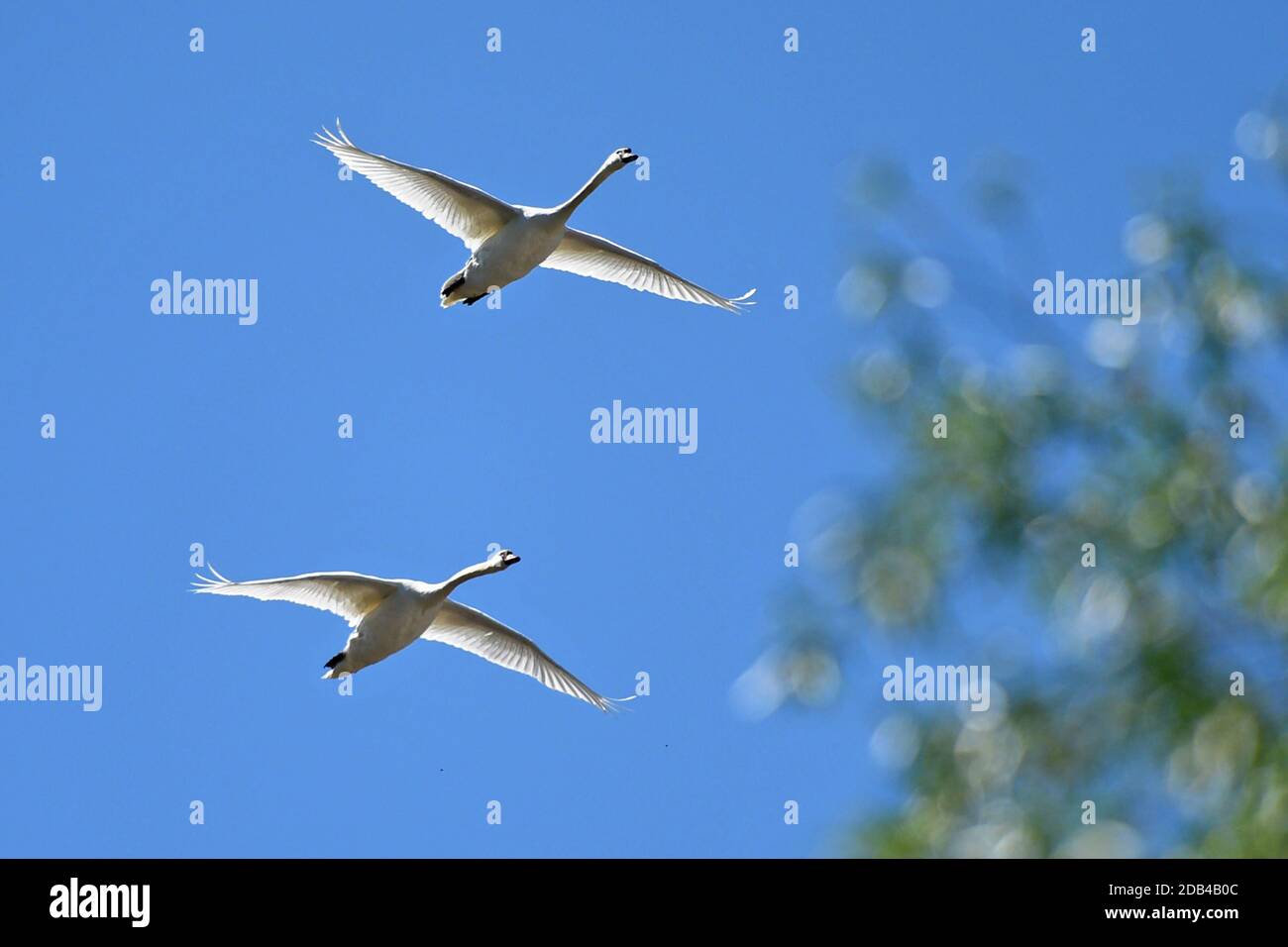 Schwan vogel fliegen himmel hi-res stock photography and images - Alamy