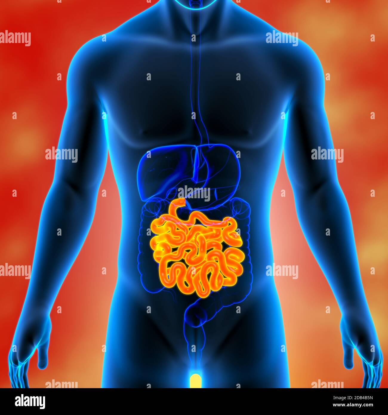 Small Intestine 3D Illustration Human Digestive System Anatomy For ...