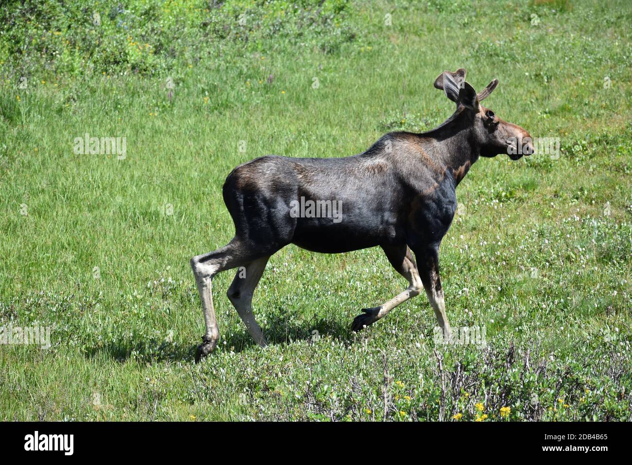 Side profile of adult brown moose walking through the meadow in Poudre ...