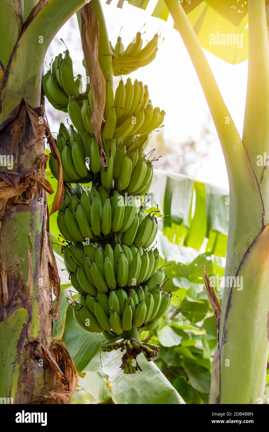 Young banana tree hi-res stock photography and images - Alamy