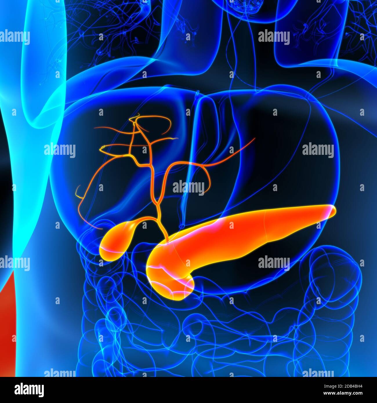 Gall Bladder Human Digestive System Anatomy For Medical Concept 3D ...