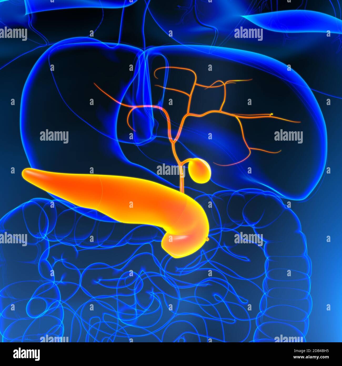 Gall Bladder Human Digestive System Anatomy For Medical Concept 3D ...