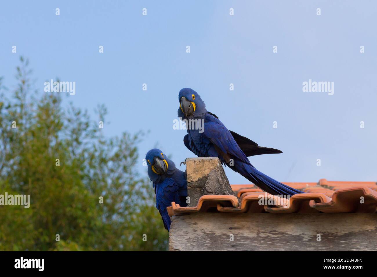 Couple of Hyacinth macaw from Pantanal, Brazil. Brazilian wildlife ...