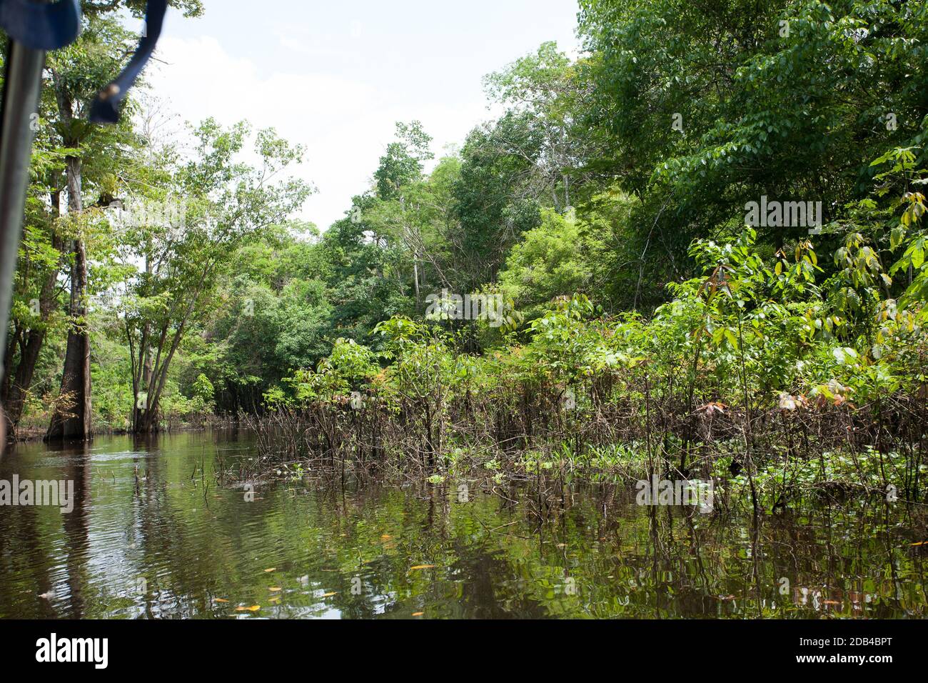 Panorama from Amazon rainforest, Brazilian wetland region. Navigable ...