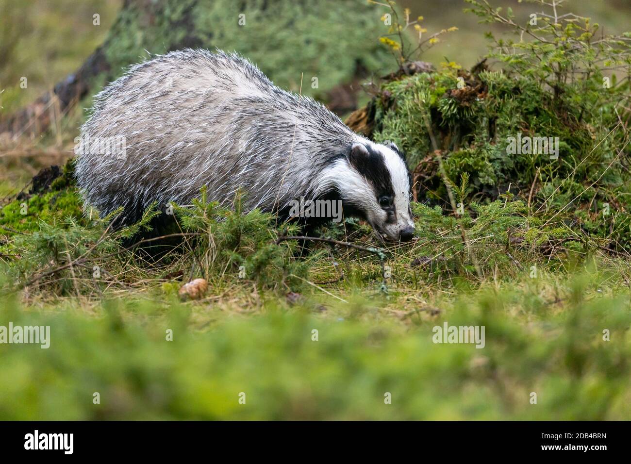 The European badger (Meles meles) also known as the Eurasian badger is ...