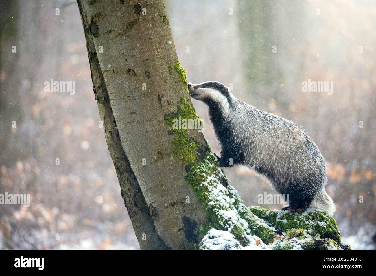 Side view of the European Badger is climbing a tree trunk in a snowy ...