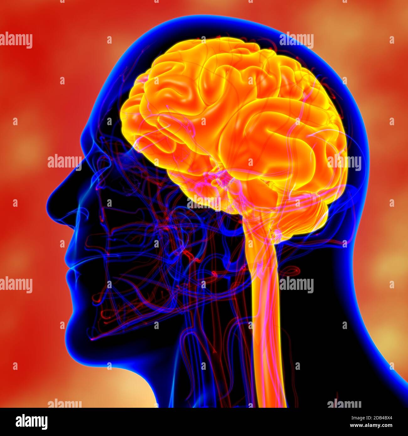 Human Brain inner parts Anatomy For Medical Concept 3D Illustration ...