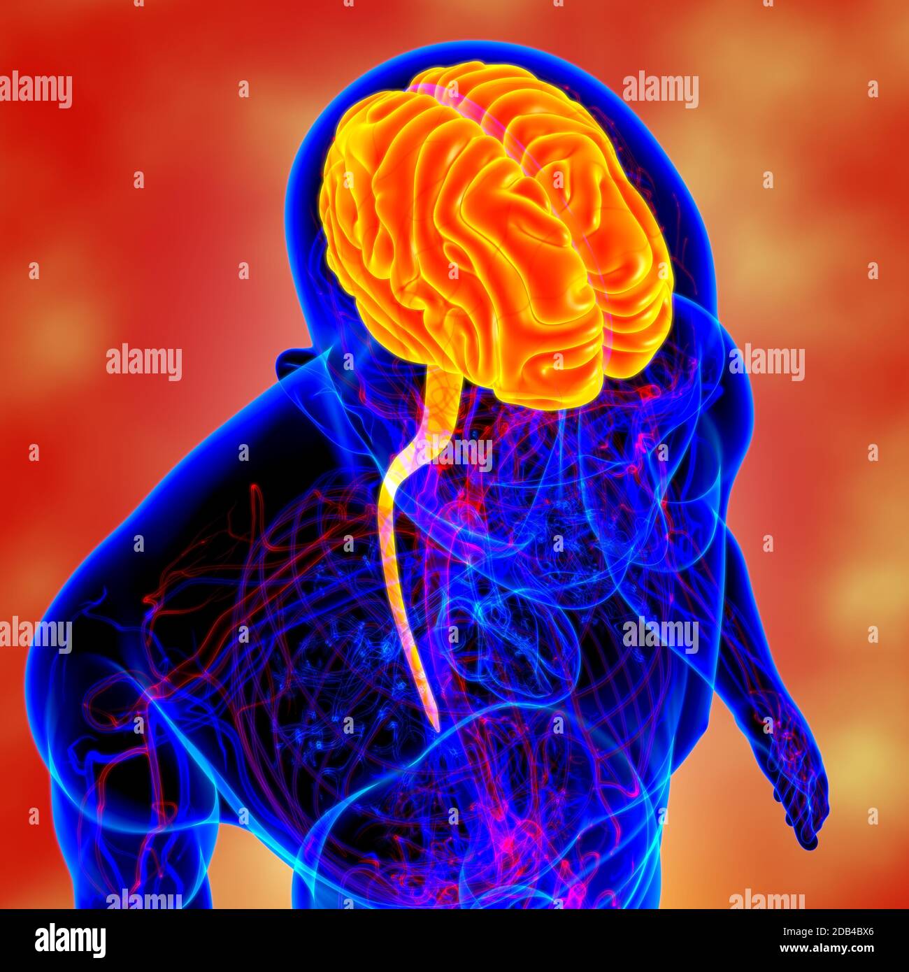 Human Brain inner parts Anatomy For Medical Concept 3D Illustration ...