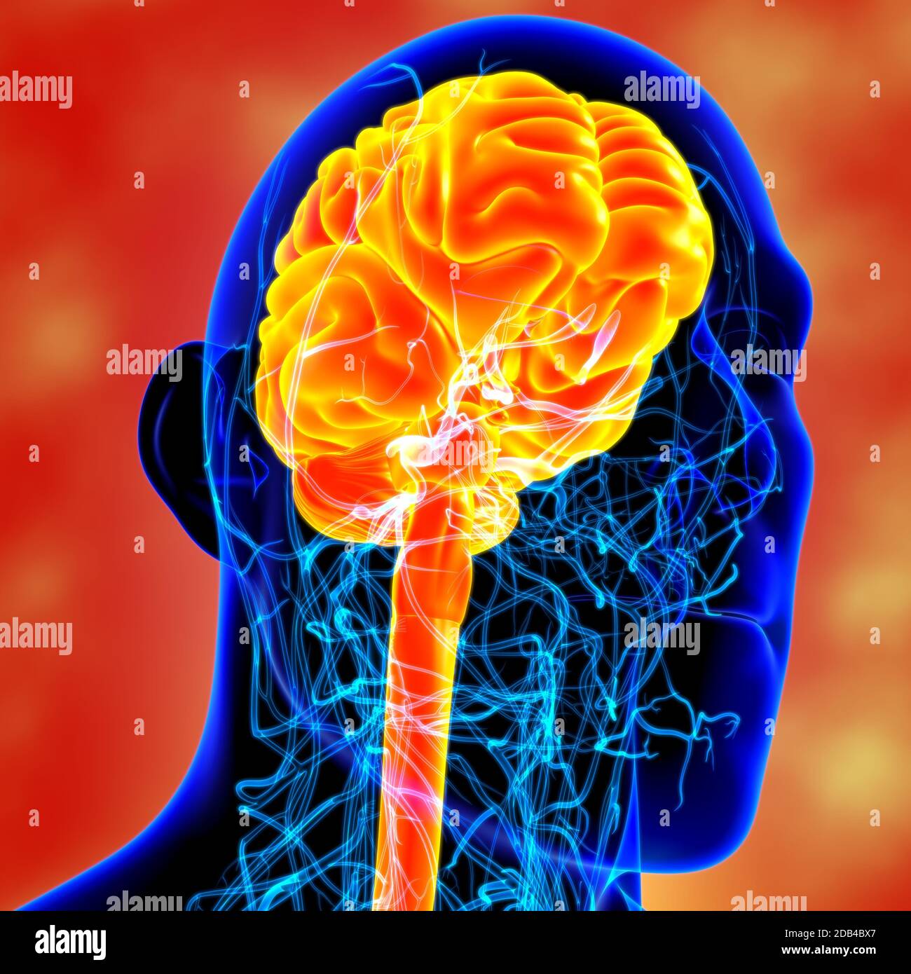 Human Brain Anatomy For Medical Concept 3D Illustration Stock Photo - Alamy