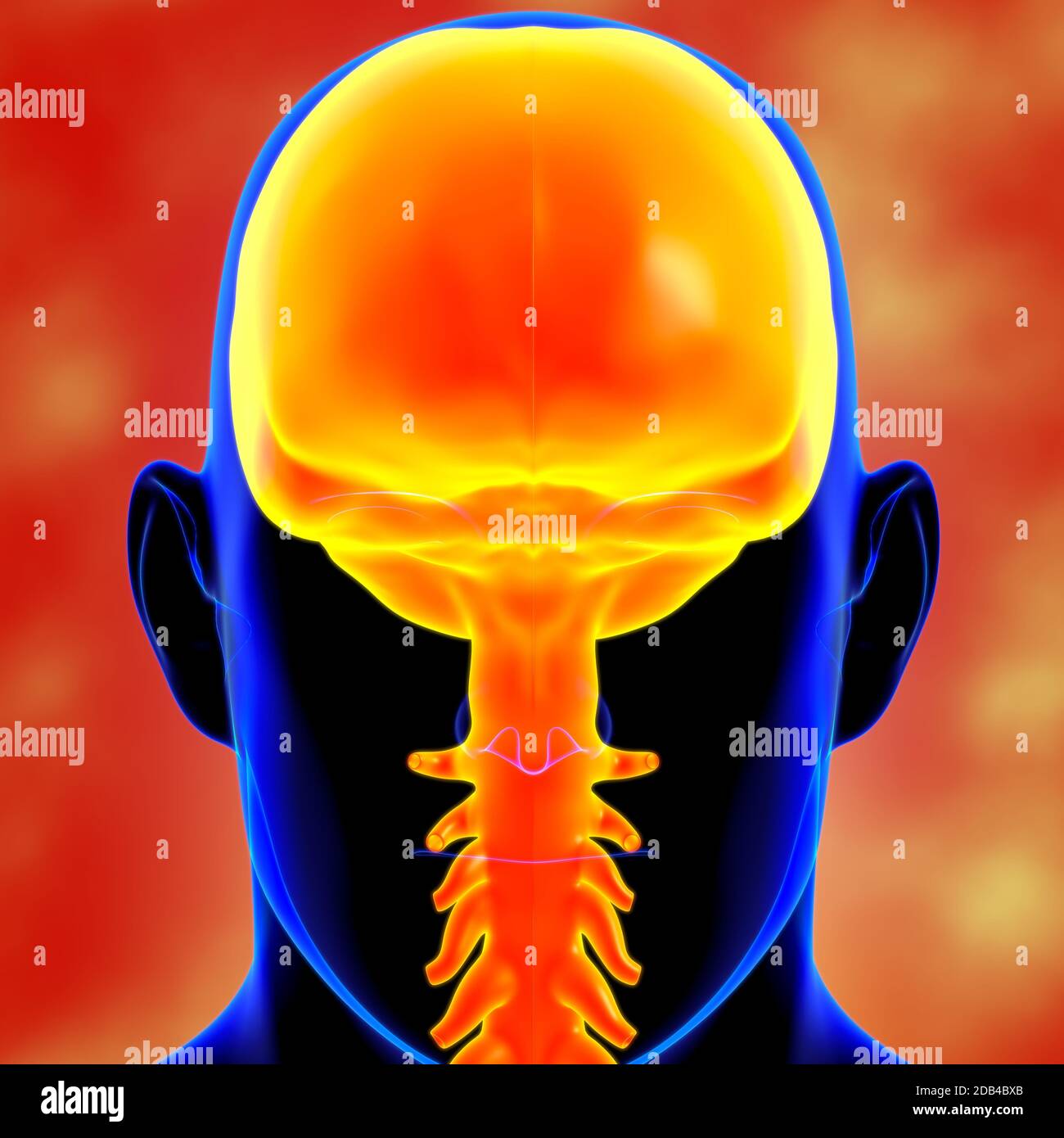 Dura mater Anatomy For Medical Concept 3D Illustration Stock Photo - Alamy