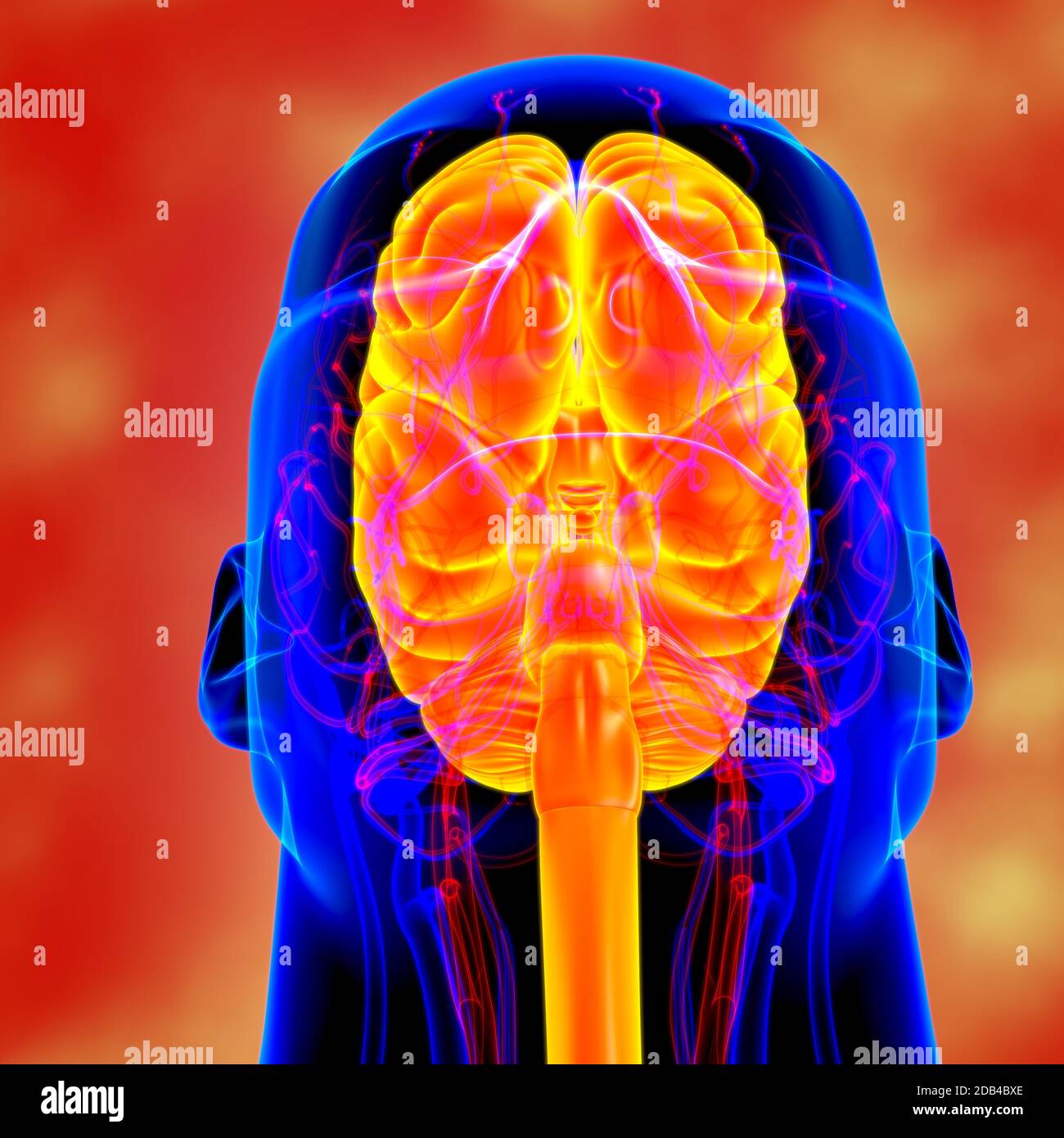 Human Brain inner parts Anatomy For Medical Concept 3D Illustration ...