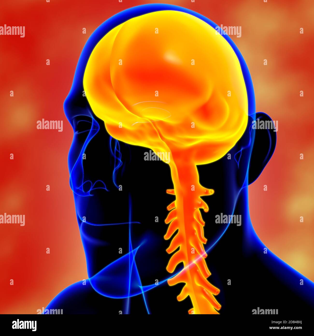 Dura mater Anatomy For Medical Concept 3D Illustration Stock Photo - Alamy