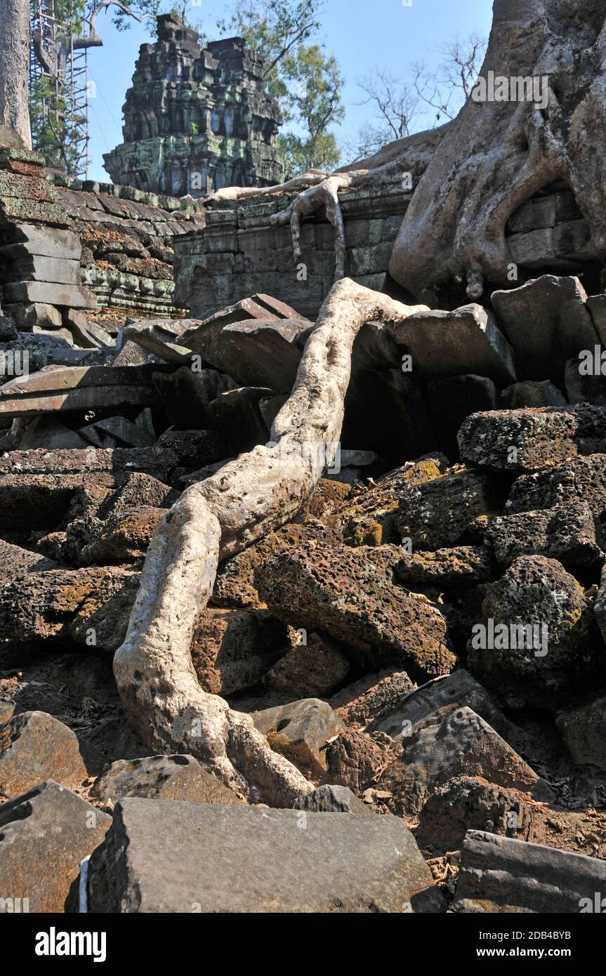 tree rots overgrowing of the temple complex of Ta Prohm, Angkor ...