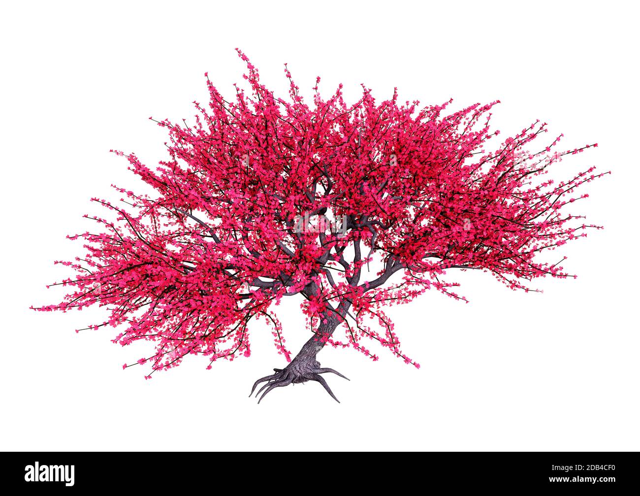 3D rendering of a red blooming sakura tree isolated on white background ...