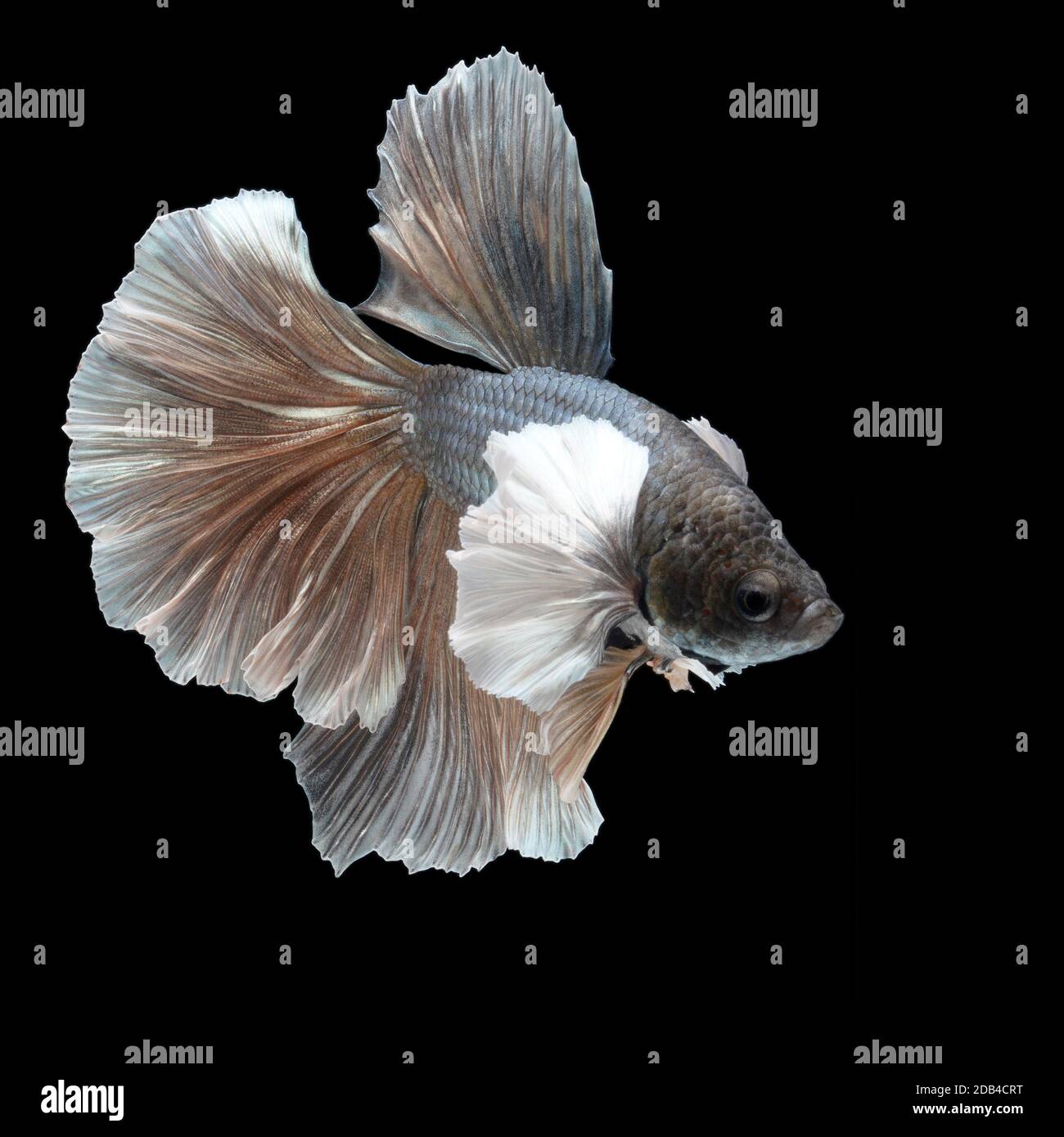 Aggressive male halfmoon betta on black background. Siamese fighting ...