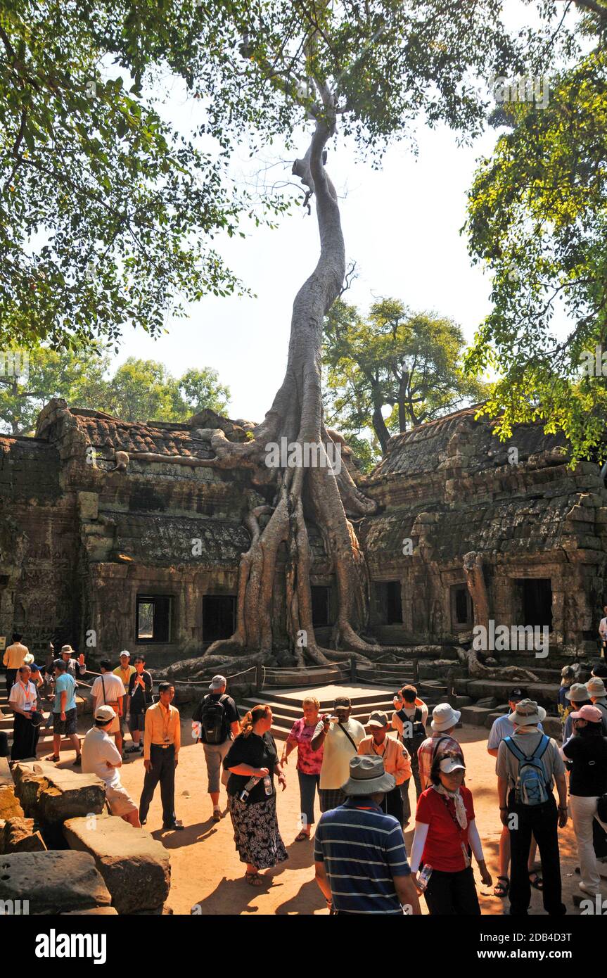 tree rots overgrowing of the temple complex of Ta Prohm, Angkor ...