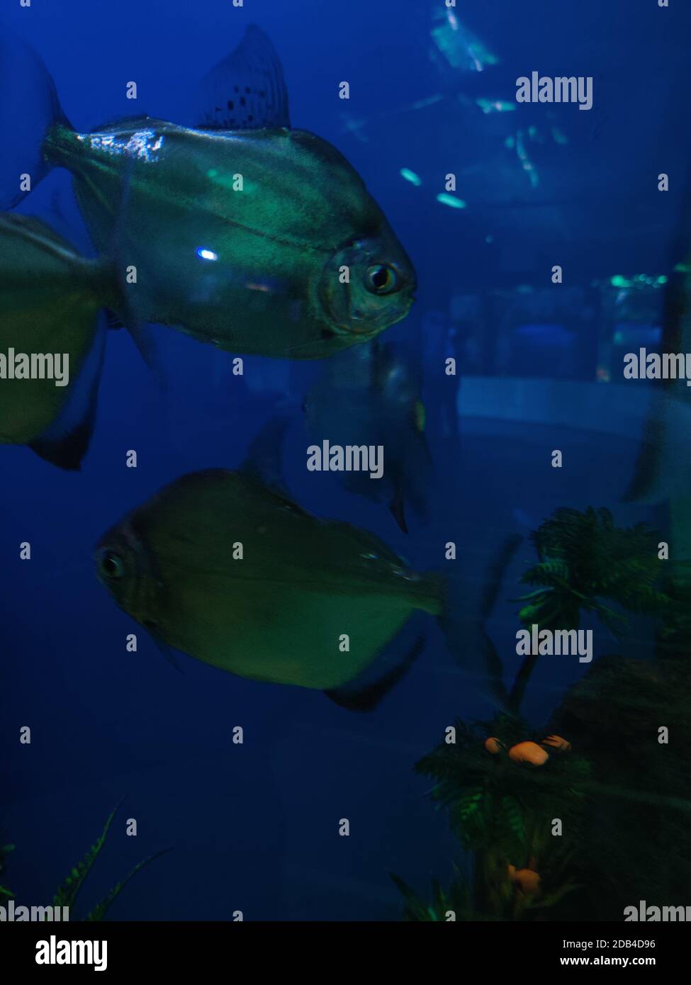 Fish tank photography tips hi-res stock photography and images - Alamy
