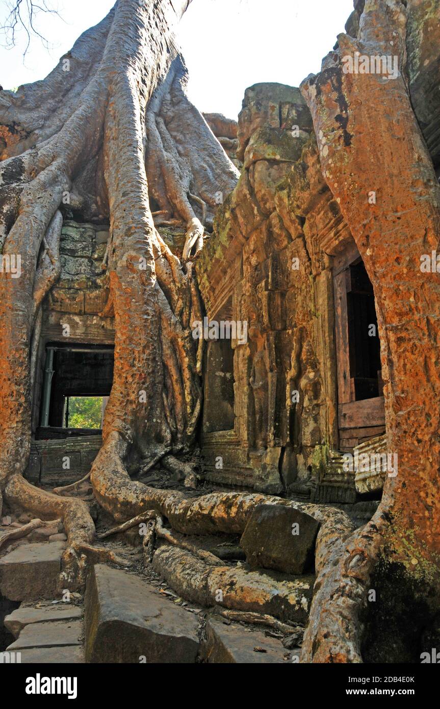 tree rots overgrowing of the temple complex of Ta Prohm, Angkor ...