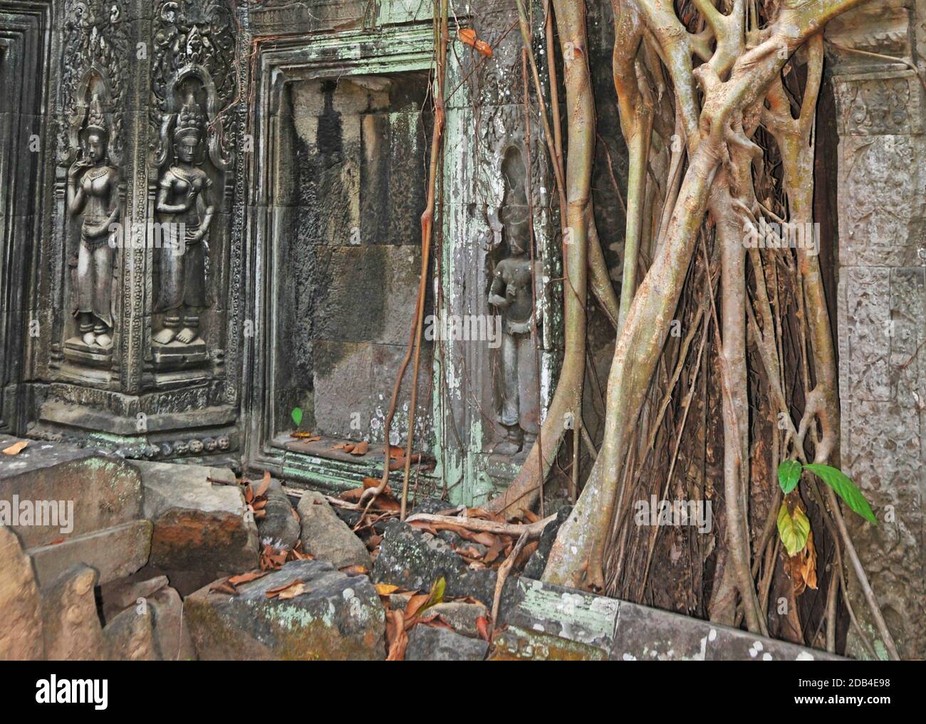 tree rots overgrowing of the temple complex of Ta Prohm, Angkor ...