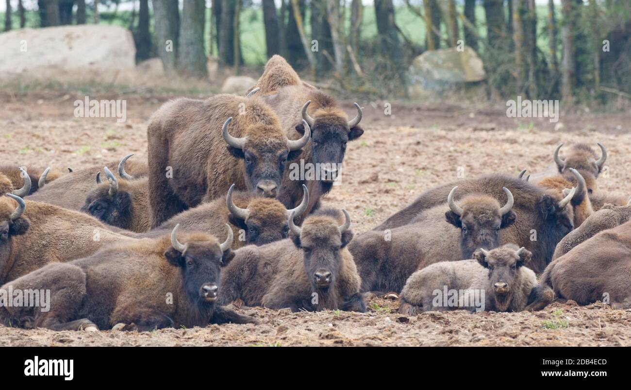 Free ranging european bison herd resting in wintertime forest ...
