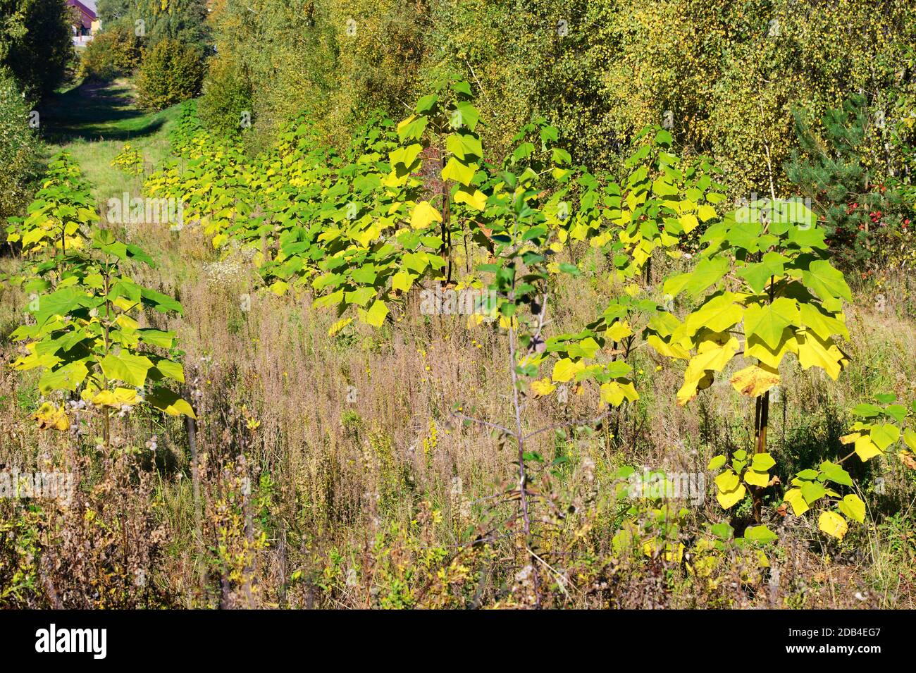 Paulownia tomentosa trees plantation in Swietokrzyskie Province, Poland ...