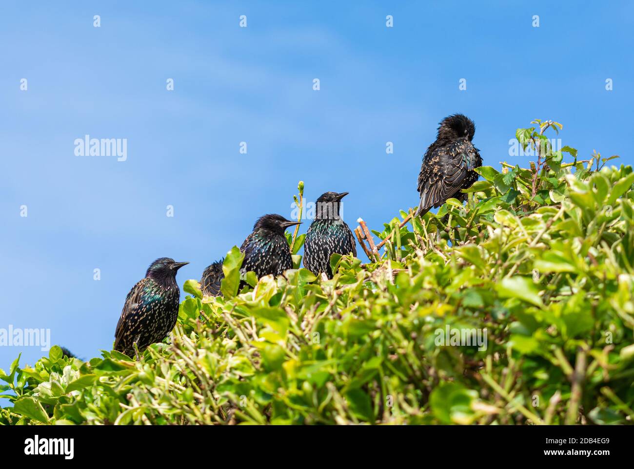 Small flock of Common Starlings (Sturnus vulgaris) perched on a bush in ...