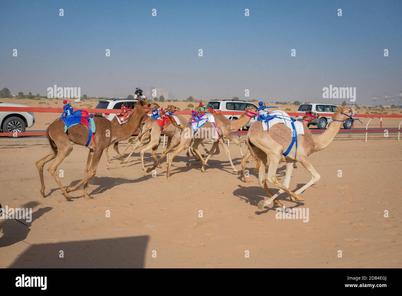 United Arab Emirates / Al Dhaid / Camel Race in Central Region of the ...