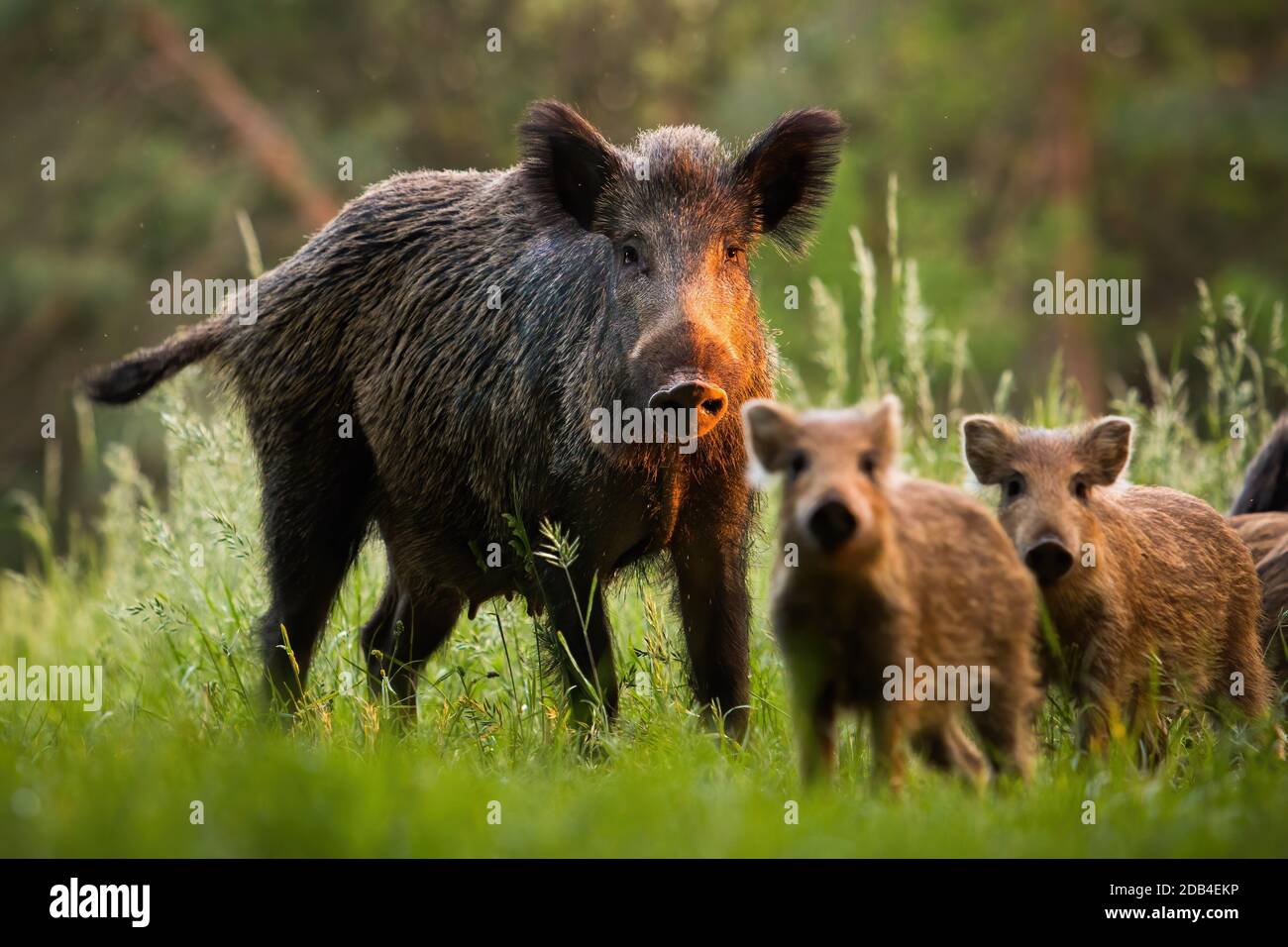 Family of wild boar, sus scrofa,s with young piglets on summer meadow ...