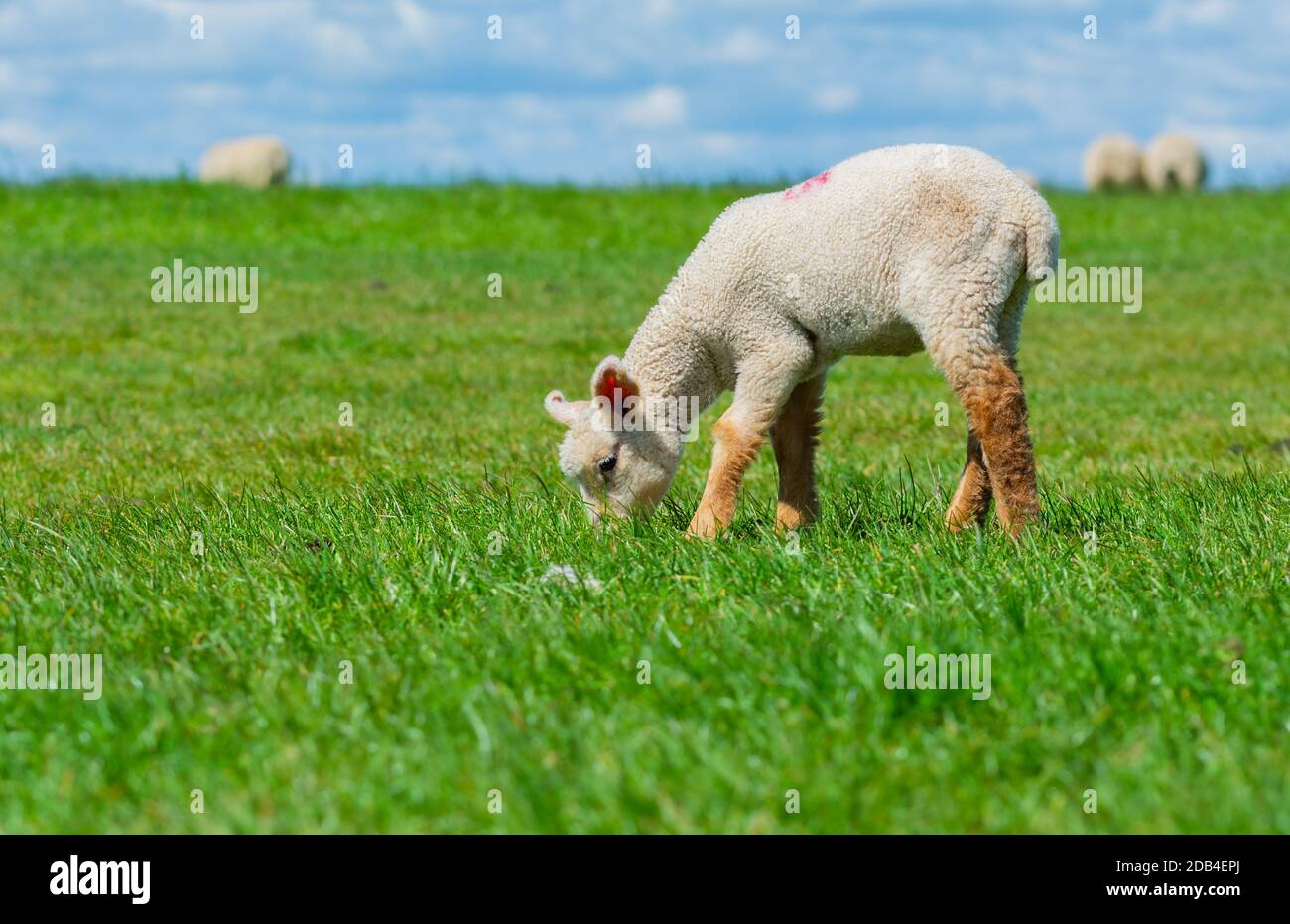 Baby white lamb hi-res stock photography and images - Alamy