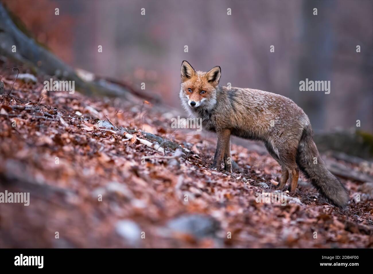 Solitary red fox, vulpes vulpes, wandering and hunting in the forest ...