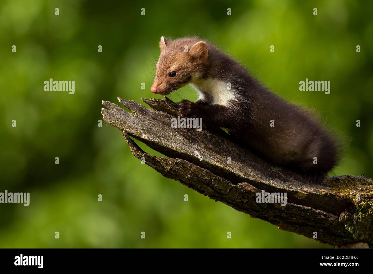 Cute young beech marten, martes foina, exploring summer forest on a ...