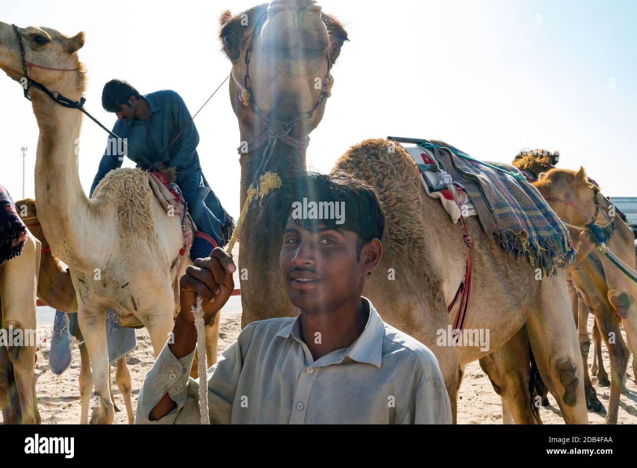 United Arab Emirates / Al Dhaid / Camel trainers with their camels ...