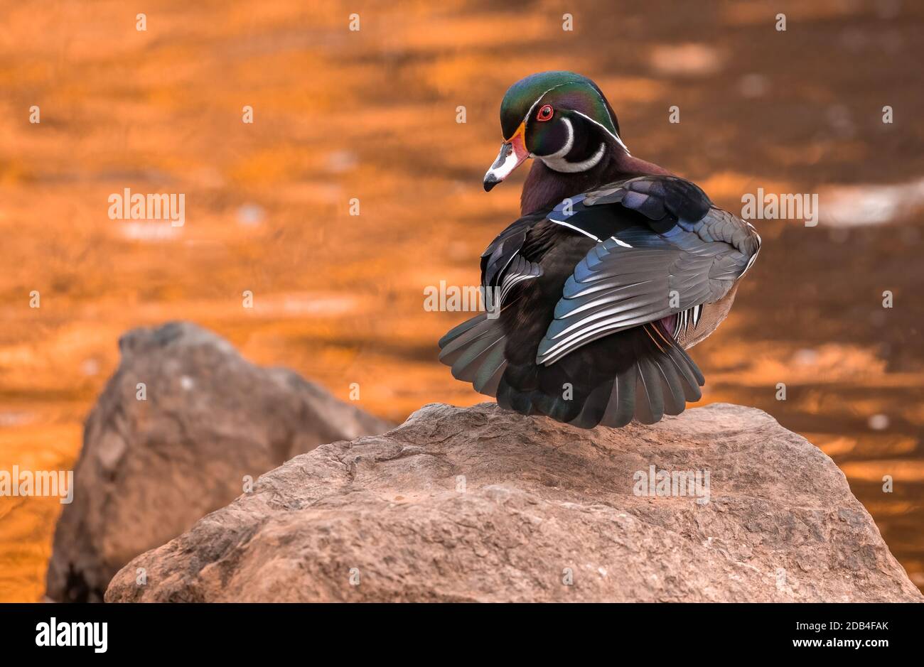 Wood Duck in Autumn Stock Photo - Alamy