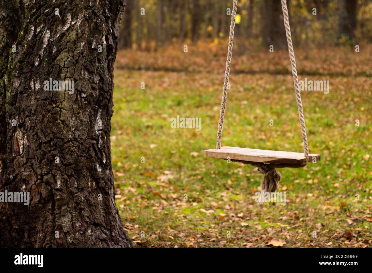 Rope swing hanging on a birch tree in the village in autumn Stock Photo ...