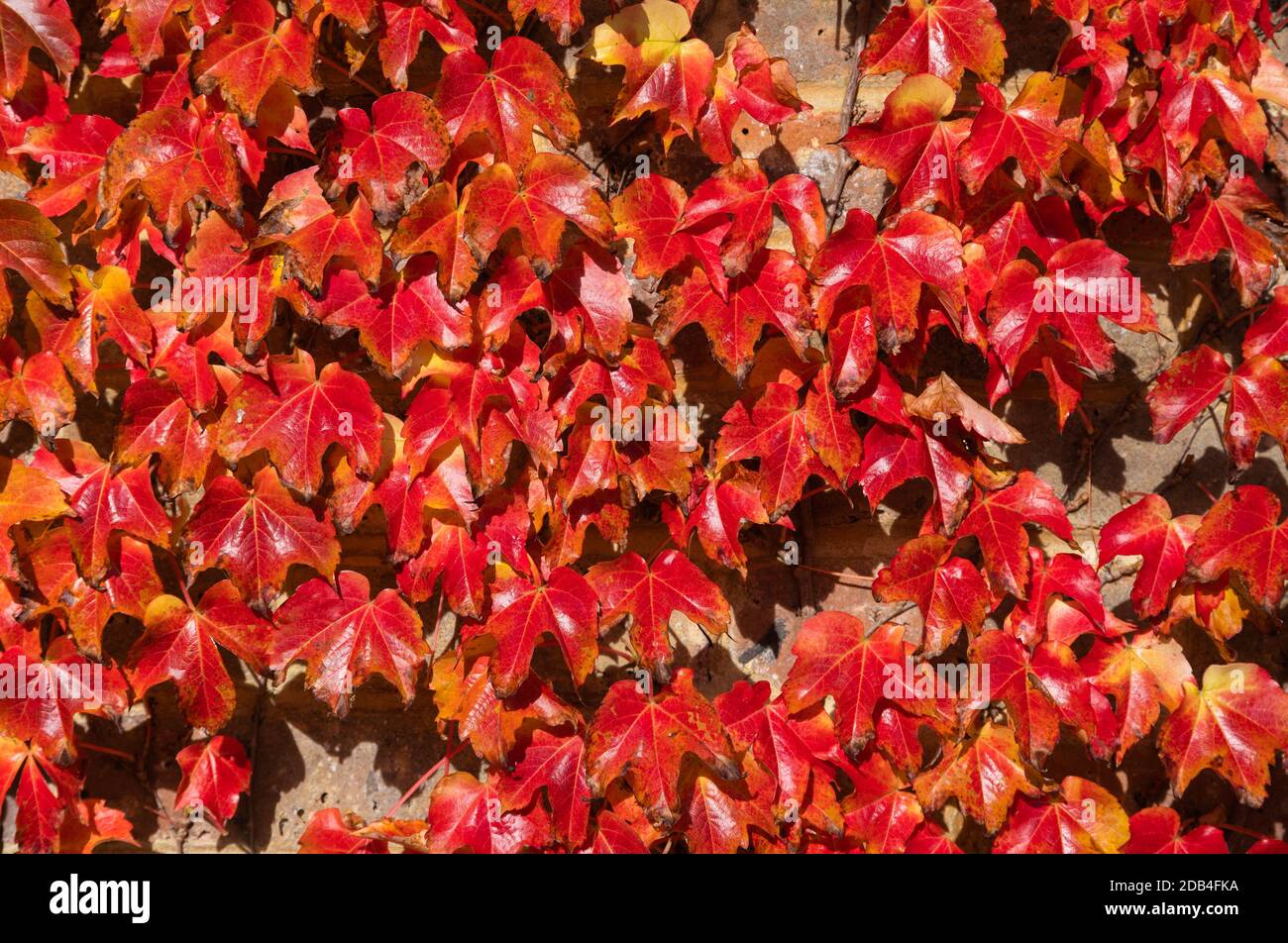 Autumn Foliage leaves of Japanese Creeper (Parthenocissus tricuspidata ...