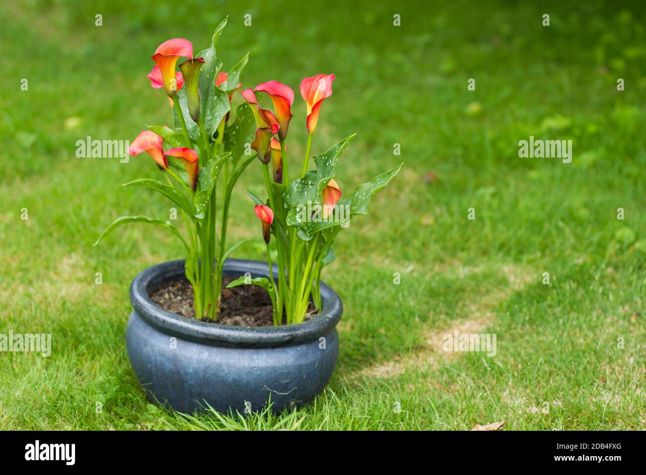Big red-orange flowers of Zantedeschia Quatar, arum lily, calla lily ...