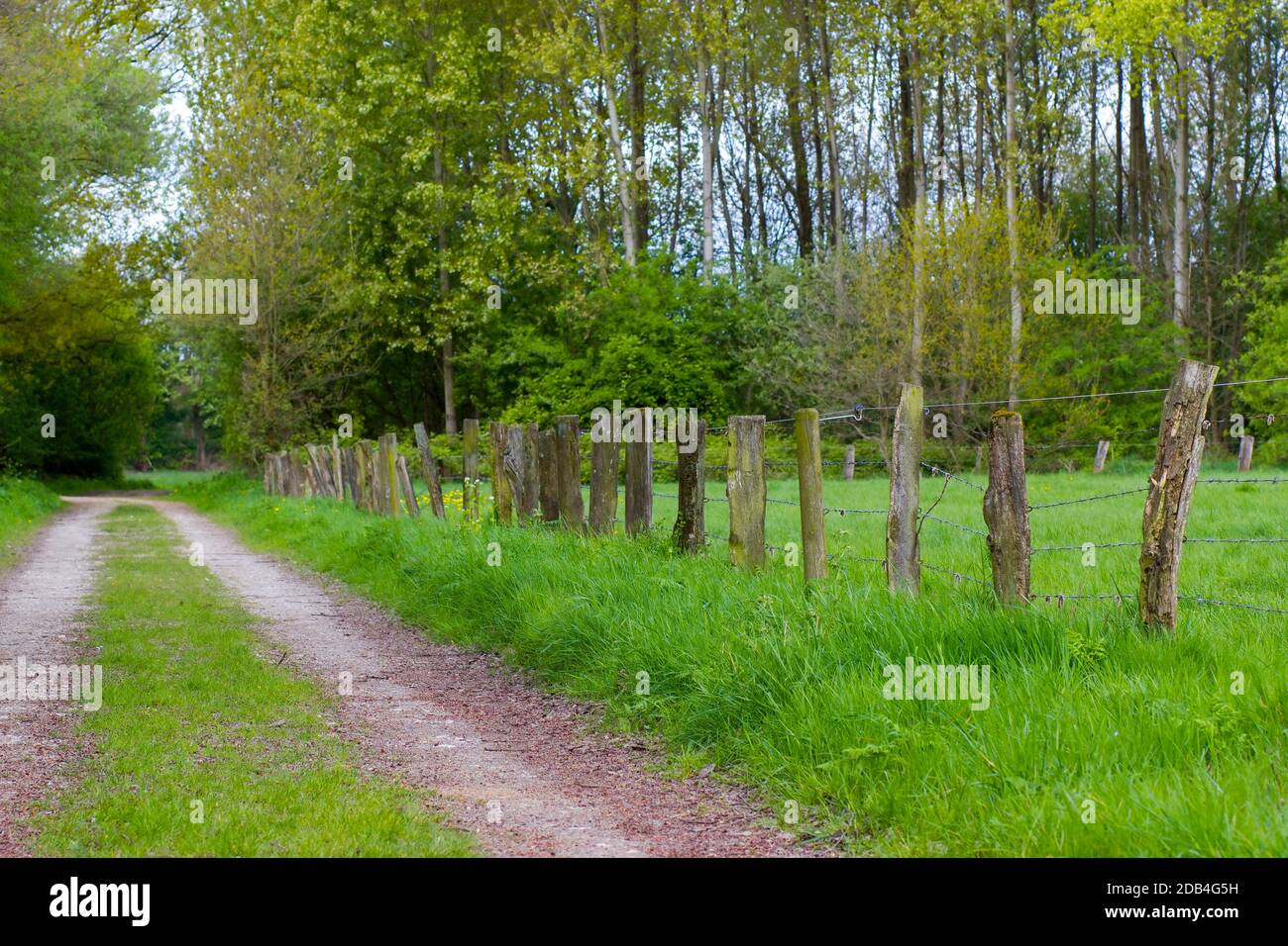 Forest road - landscape in Germany Stock Photo - Alamy
