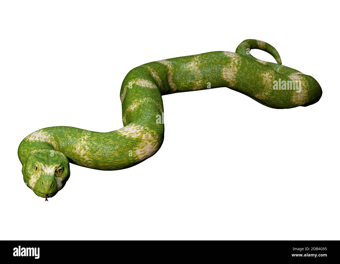 3D rendering of a green viper snake isolated on white background Stock ...
