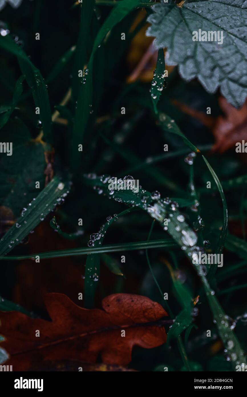 A closeup shot of waterdrops on plants Stock Photo - Alamy