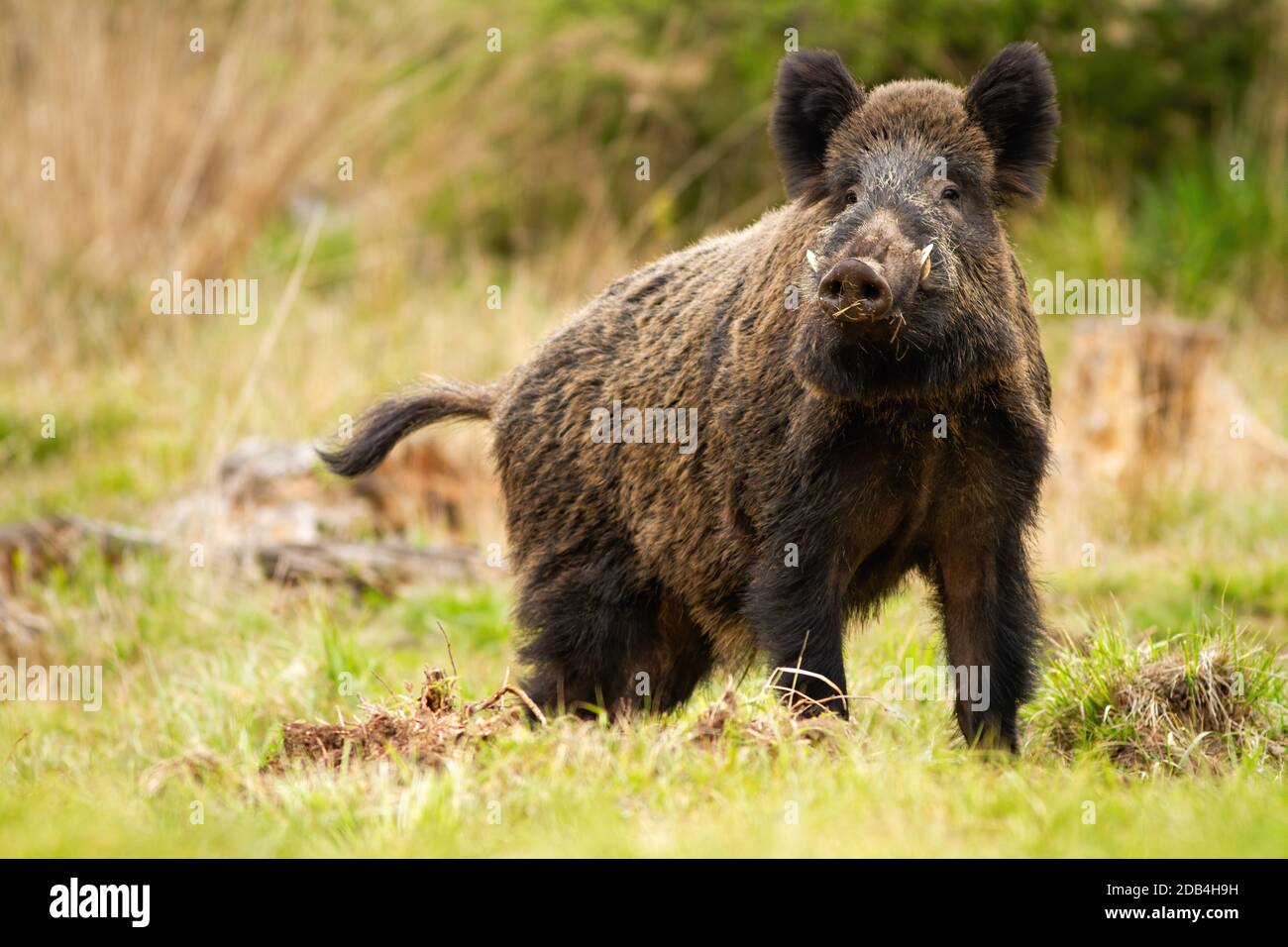 Threatening wild boar male on a glade in mountains in spring time ...