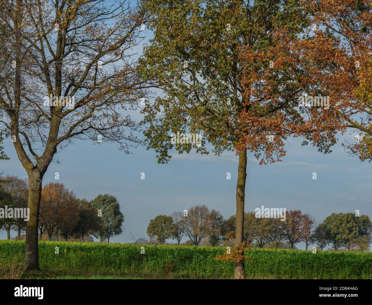 autumn in the german muensterland Stock Photo - Alamy