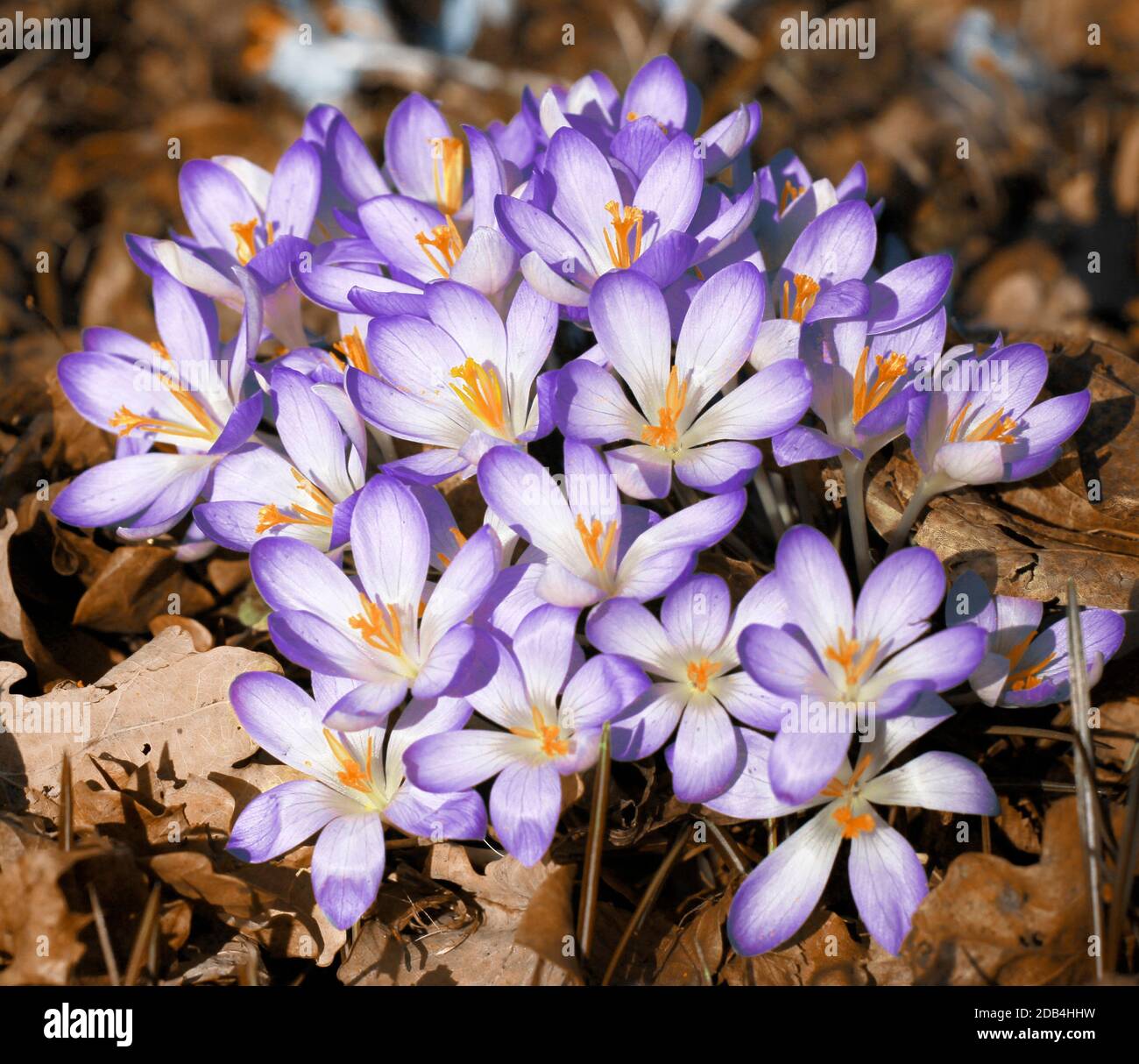 Beautiful crocuses growing through snow. First spring flowers Stock ...
