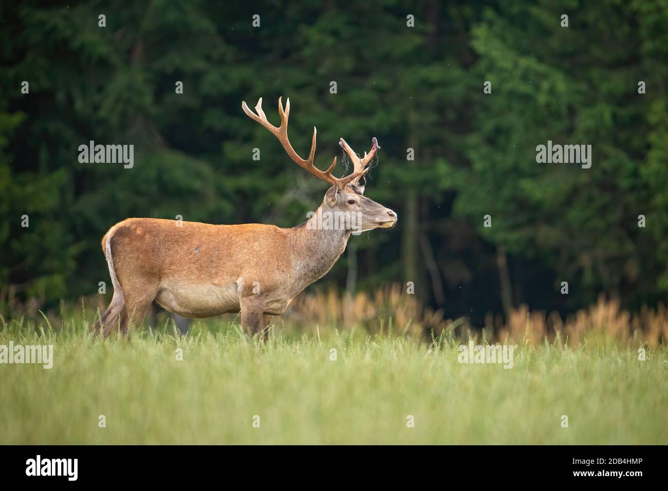 Abnormal creature hi-res stock photography and images - Alamy