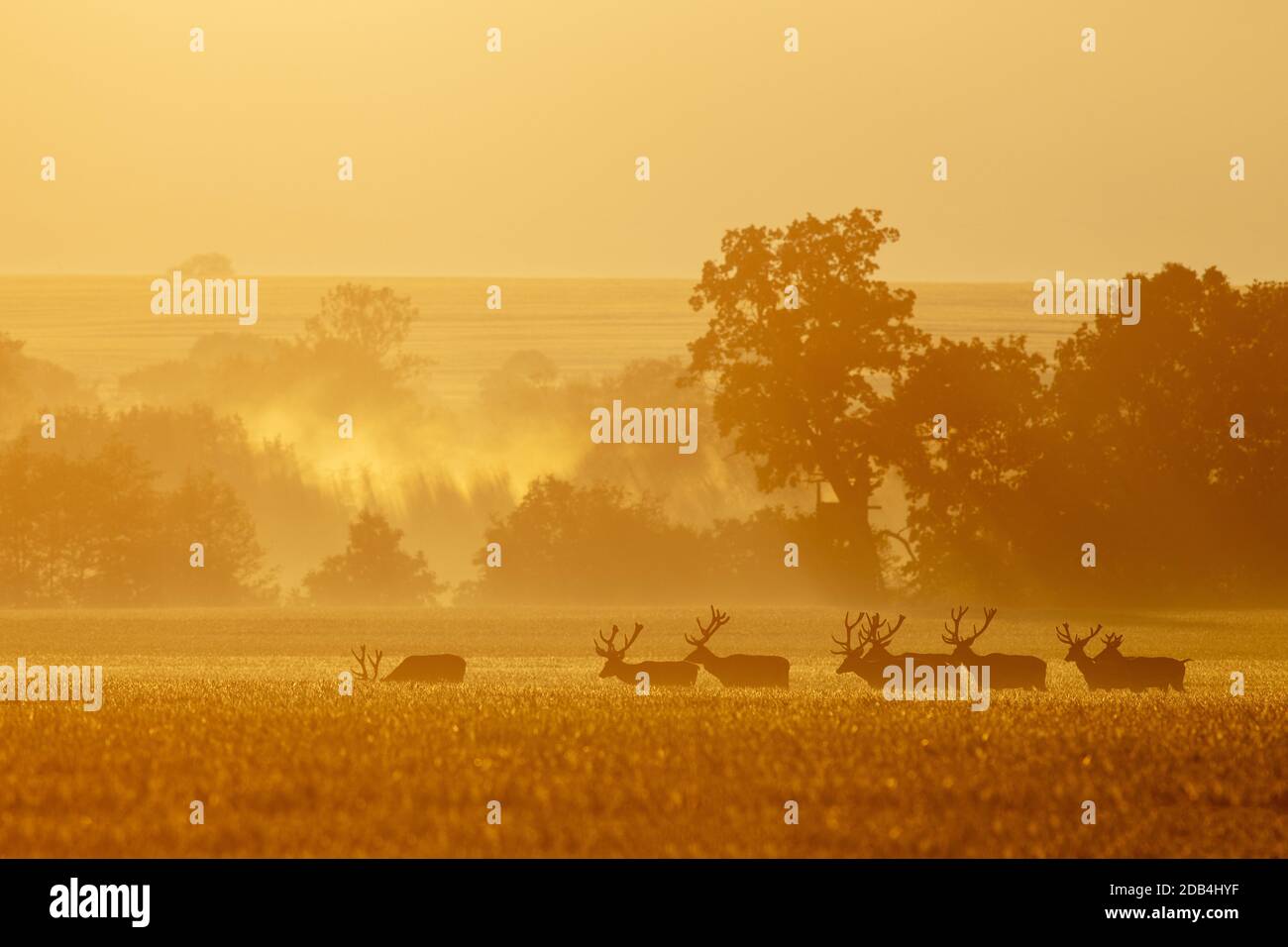 Multiple deer silhouettes hi-res stock photography and images - Alamy