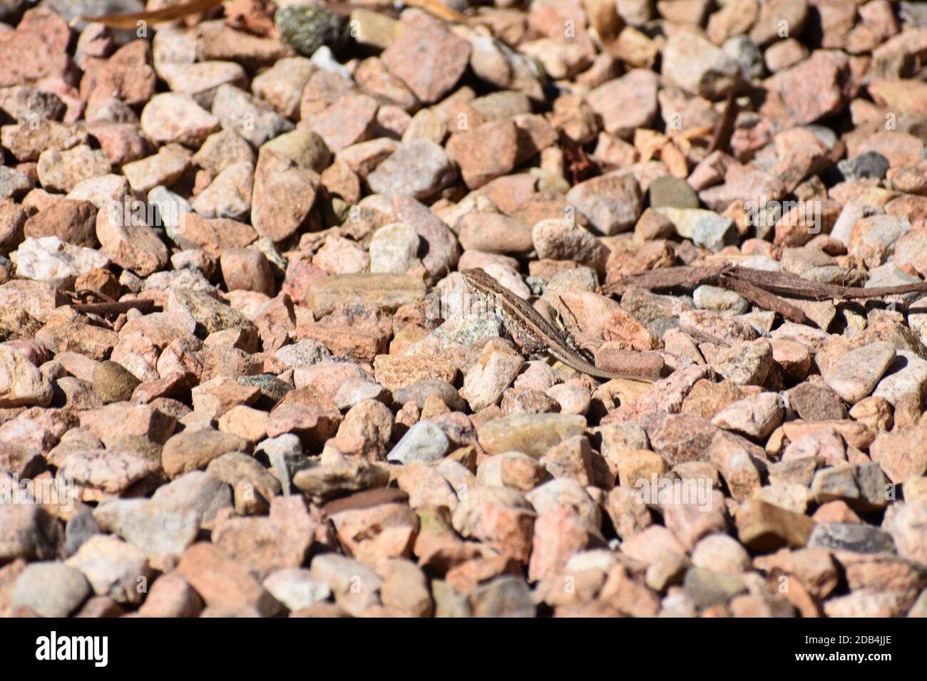 Small lizard that blends in with the rock cover Stock Photo - Alamy