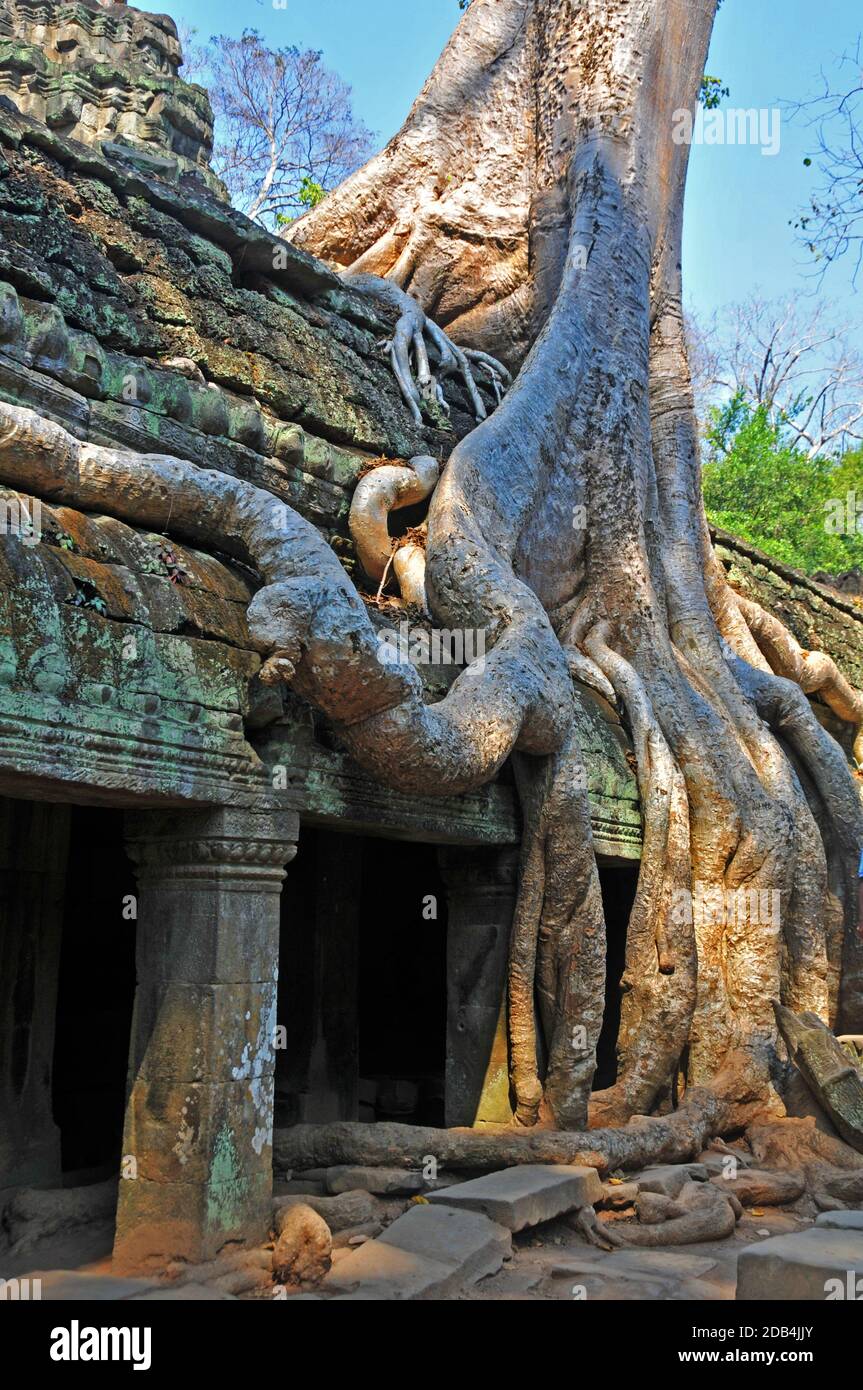 tree rots overgrowing of the temple complex of Ta Prohm, Angkor ...