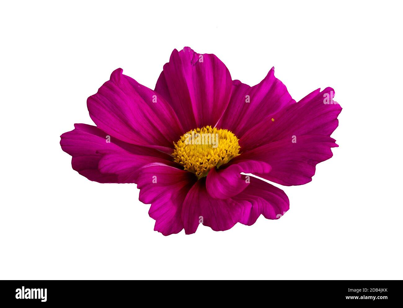 Color closeup of a single isolated wide open red cosmos blossom on ...
